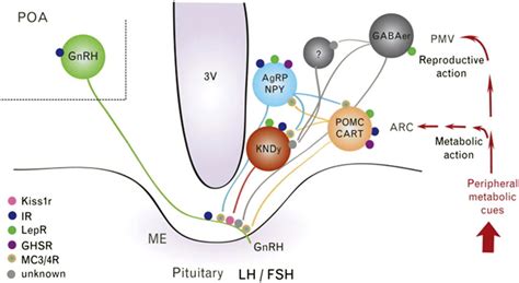 Schematic Representation Of Neural Interactions Between Metabolic And