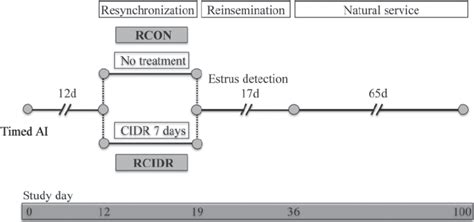 Diagram Of Activities During The Resynchronization And Natural Service