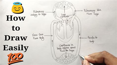Download Draw A Schematic Diagram Of Double Circulation In Human Beings