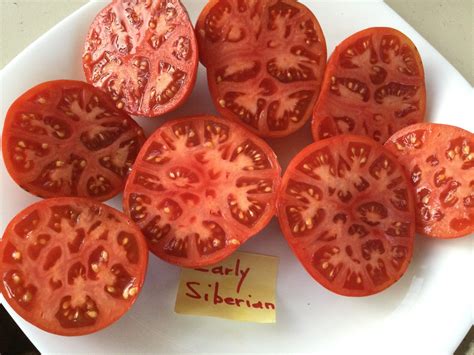 Early Siberian Tomato Seeds Heritage Hobby Seed Ark