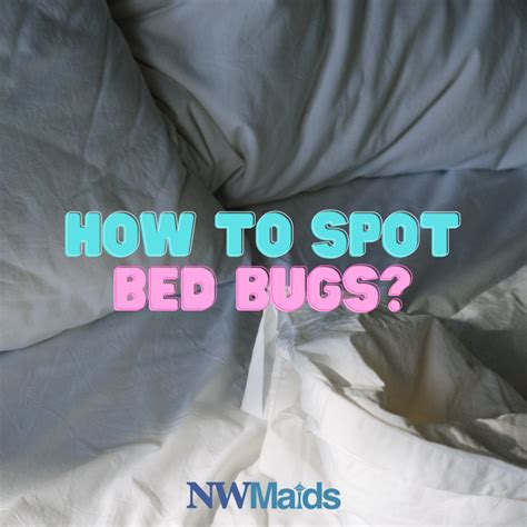 How Can You Prevent Bed Bugs NW Maids
