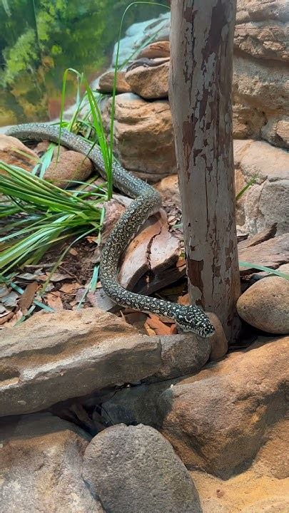 Python Shortvideo Shortsfeed Ytshorts Shorts Youtube