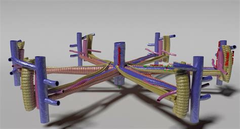 Stl File Hepatic Liver Lobule 3d Model・3d Printable Design To Download・cults