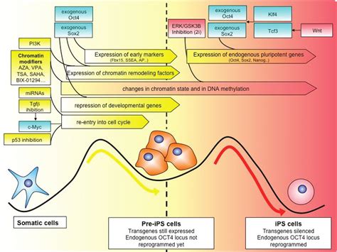 the reprogramming process starting from ectopic expression of the