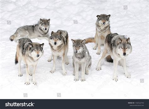 Is A Grey Wolf The Same As A Timber Wolf