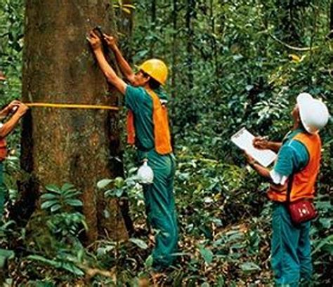 Sustainable Forestry Vs Traditional Logging Which Is Better Forestry Com