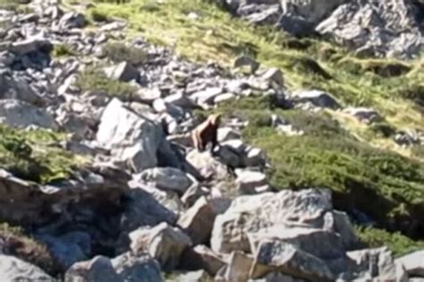 Vidéo Un Randonneur Tombe Sur Un Ours Dans Les Pyrénées Une Grande émotion Et Un Spectacle