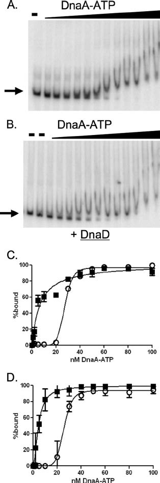 Dnad Inhibits Cooperative Binding Of Dnaa To Dna Representative Gels
