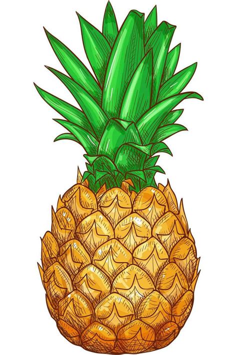 Pineapple Vector Design 27875993 Vector Art At Vecteezy