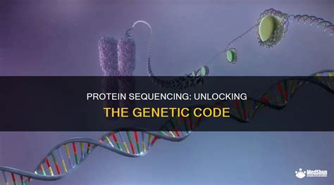Protein Sequencing Unlocking The Genetic Code Medshun