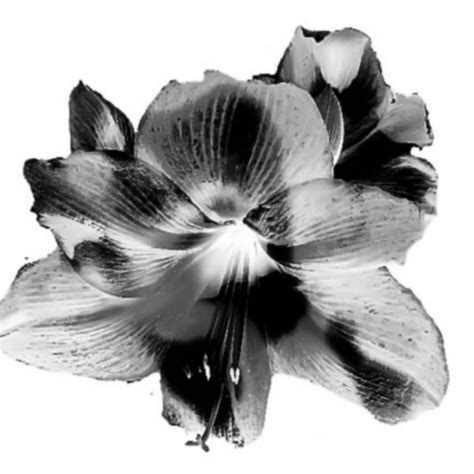 Premium Photo Close Up Of Lily In Bloom