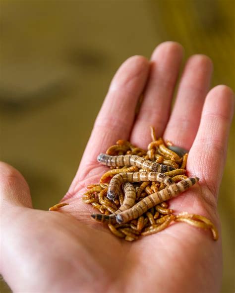 Should I Keep My Mealworms In The Fridge At Waldo Ross Blog