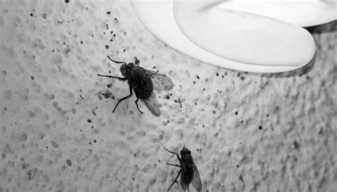 Eliminate Bugs In Litter Box Forever In 8 Easy Steps