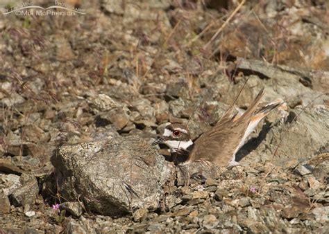 Killdeer On Nest On The Wing Photography