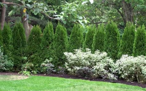 Emerald Green Arborvitae Hedge At Fred Grant Blog