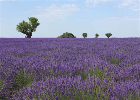 발렌솔 Valensole 프로방스 라벤더 밭으로의 여행 오봉파리 Easy To Be Parisian