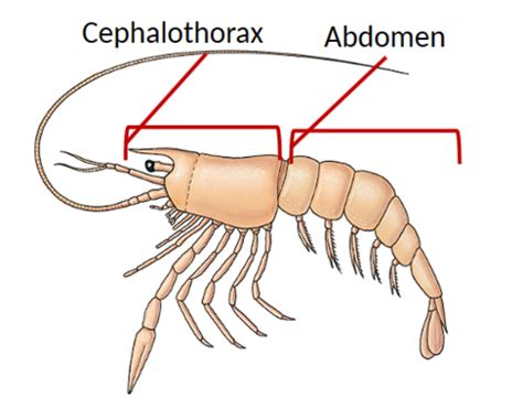 Lecture 14 Crustaceans Flashcards Quizlet