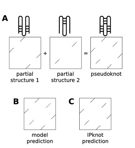 Design Of Pseudoknot Rna Molecules A The Superposition Of Two