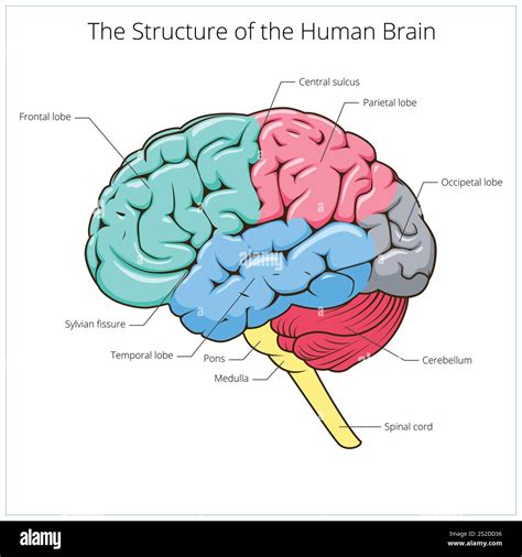 Structure Of Human Brain Schematic Vector Stock Vector Image And Art Alamy