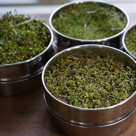 Super Sprout System By Gardenary