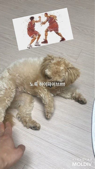 하이파이브 하는 강아지가 있다 강아지 말티푸 댕댕이그램 강아지그램 댕댕이 댕댕이스타그램 대구강아지 Youtube