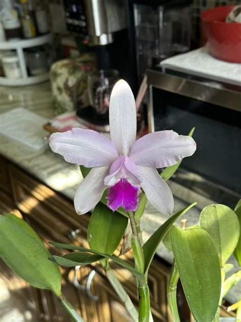 Some Early Spring Bloomers Rorchids