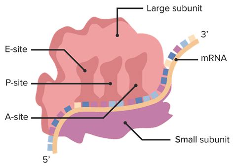 Ribosomas Estructura Tema 3 La Célula