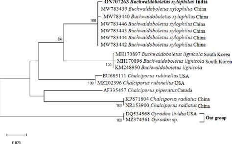 Maximum Likelihood Tree Generated From ITS Sequence Data ML Values Download Scientific Diagram