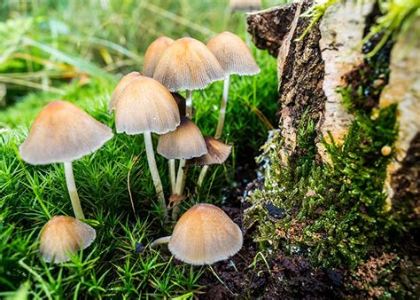 კანონი სოკოსთან მიმართებაში საინტერესო ფაქტები კანაფზე