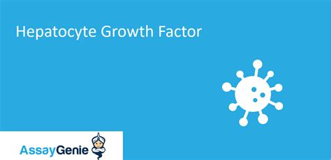 Hepatocyte Growth Factor Hgf Assay Genie
