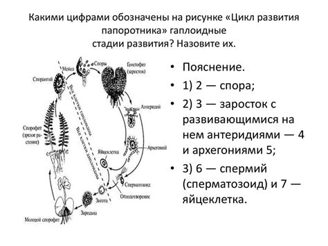 ЕГЭ по биологии Работа с рисунками презентация онлайн