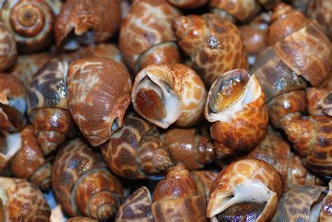 Edible Sea Snails Coast Has Feast For Foragers New Zealand News Nz