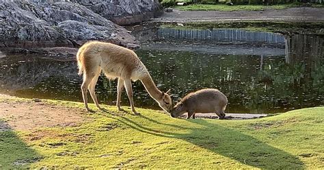 Have A Kiss From Capybara 3 Album On Imgur