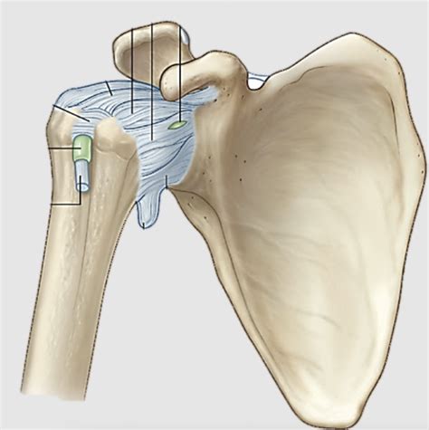 Glenohumeral Joint Diagram Quizlet