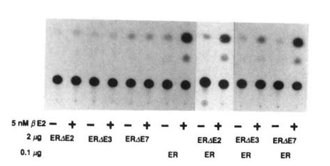 Effects Of Alternatively Spliced Isoforms Of Human Ers On The Download Scientific Diagram