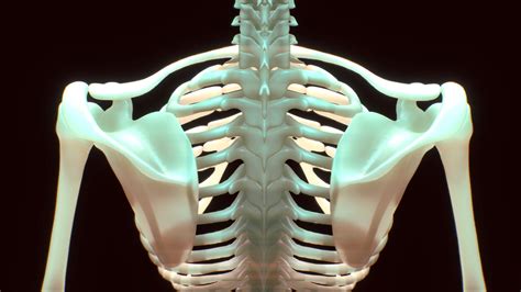 Skeletal System Basemesh 2016 Download Free 3d Model By Moradigital