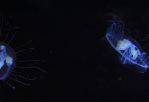 The Lethal Hammerhead Worm Critter Science