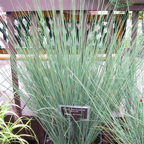 Grass Juncus Blue Arrows Rcop