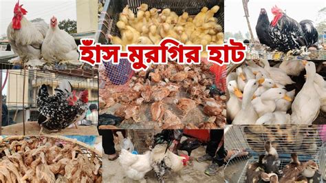 টঙ্গী হাঁস মুরগি এবং পাখির হাট। হাঁসের বাচ্চা মুরগির বাচ্চা দেশি মুরগি টাইগার মুরগি Youtube