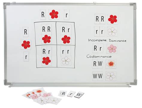 Codominant Punnett Square