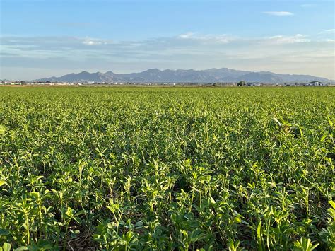 The Facts On Why Alfalfa Is Grown In The Desert The Full Story