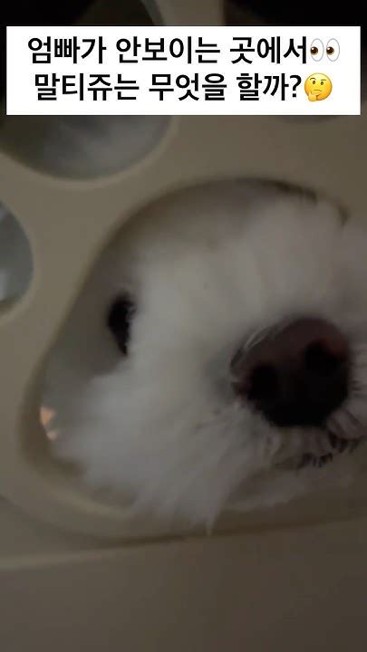 강아지 방 창문으로 구경 👀🏡 Youtube