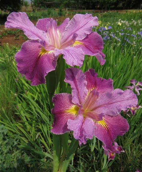 Bubble Gum Ballerina Louisiana Iris Mooiplaas Iris And Daylilies