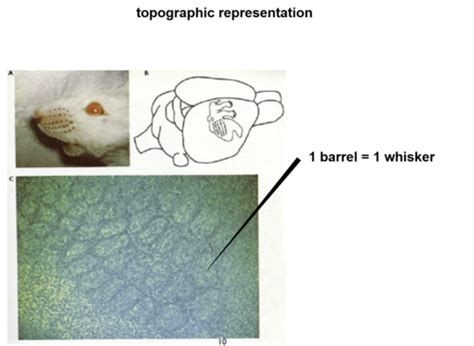 Week 3 Exploring Brain Systems Brains Chapter 6 And Synapses And Neurotransmitters Purves