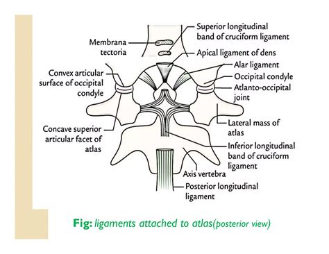 Atlanto Occipital And Atlanto Axial Joint Pdf