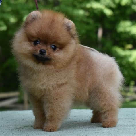 Mini Pomeranian Brown