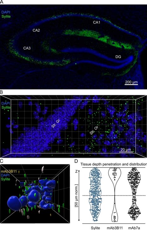 Sylite Maps Inhibitory Synapses In Brain Tissue On Macro‐ And Download Scientific Diagram