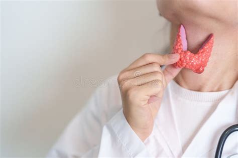 Doctor With Human Thyroid Anatomy Model Hyperthyroidism Hypothyroidism Hashimoto Thyroiditis