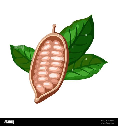 Bean Of Cocoa Tree Cartoon Illustration Cacao Beans With Leaves On Tree Sliced Into Halves And