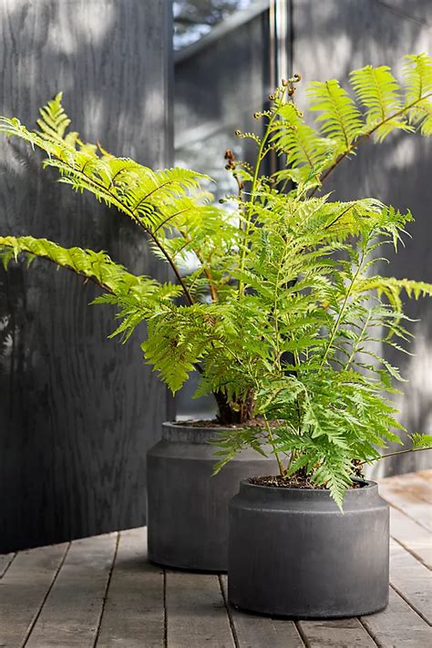 Fiber Jar Planter 21 Anthropologie